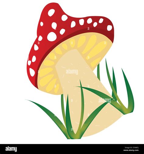 Isolated Amanita Mushroom Design Single Mushroom With Red Cap And