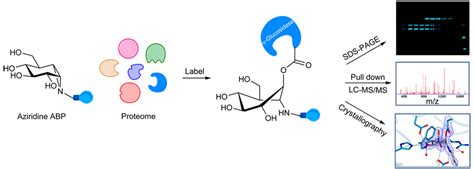 Detection of Active Mammalian GH31 α Glucosidases in Health and Disease