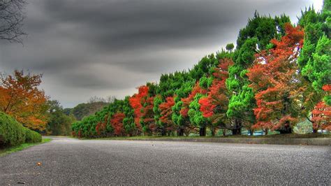 Road Between Green Red Trees Under Black Cloudy Sky Hd Nature