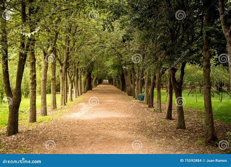 Tree Lined Path Stock Photo Image Of Plant Promenade 75592884