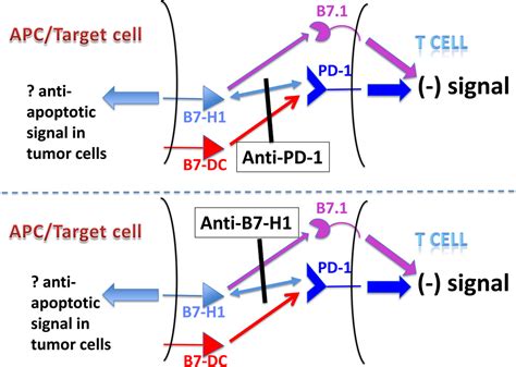 Targeting The PD 1 B7 H1 PD L1 Pathway To Activate Anti Tumor Immunity