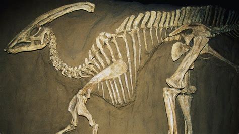 Archaeologists Find Fossils Of Duck Billed Dinosaurs With Skin On Late Daily