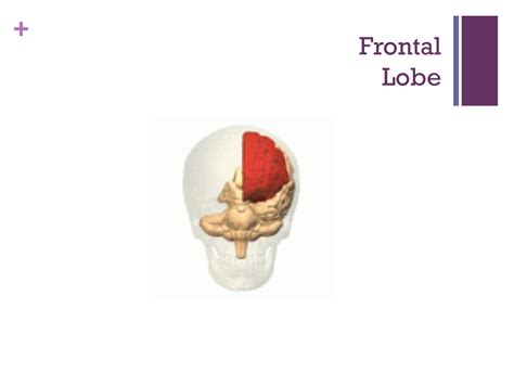 Solution The Frontal Lobe Introduction To Psychology Studypool
