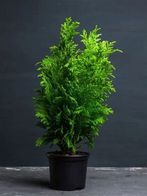 The Morpankhi Thuja Compacta Plant