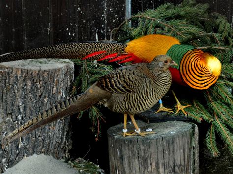 Papago Park Croatia Chrysolophus Pictus