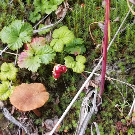 Trailing Raspberry Alaska Berry Blog