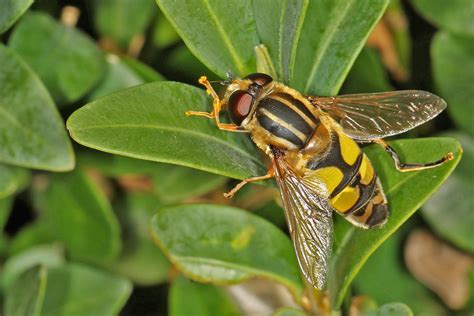 Schwebfliege Foto And Bild Fotos Sommer Makro Bilder Auf Fotocommunity