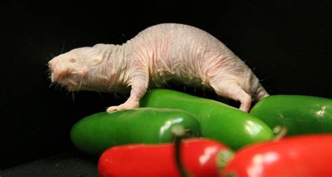 Hot And Spicy Pain Signals Get Blocked In Naked Mole Rats Science