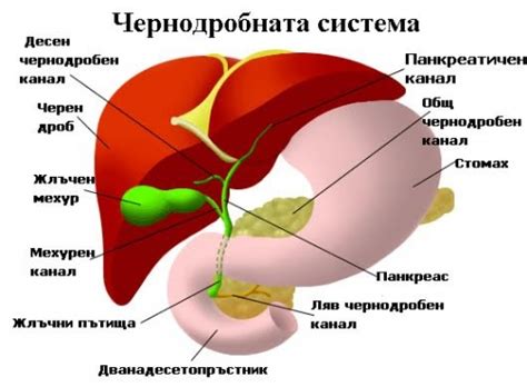 Какво причинява болка в лявата част на корема