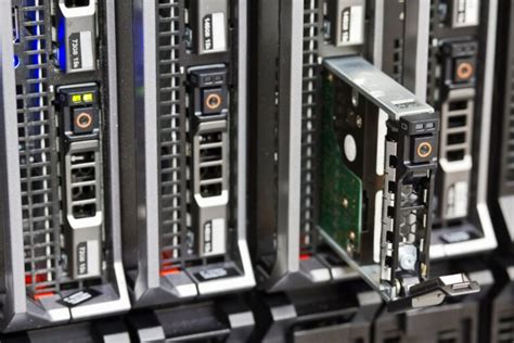 Coleoptera What Are Characteristics Types And Examples Evidence