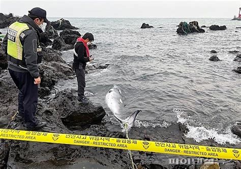 제주도 해안서 밍크고래·상괭이 사체 잇단 발견 파이낸셜뉴스