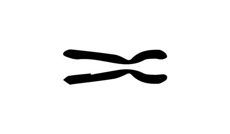 Chromosome Viewer Human Genome Project