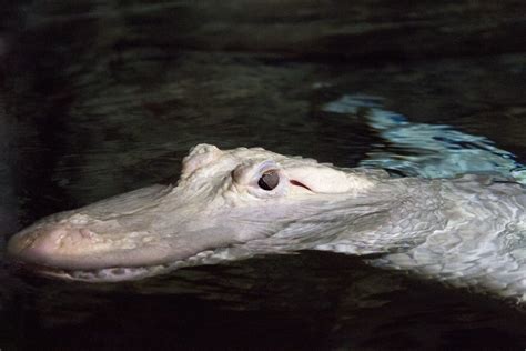 Croc Sally Hale Flickr