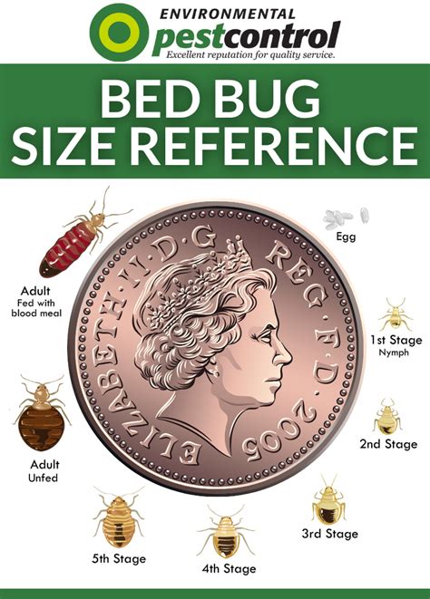 Bed Bug Guide How To Identify Prevent And Get Rid Of Bed Bugs
