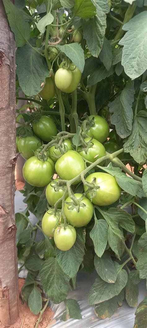 Vishwa Vishwanath Gowda On Linkedin Hello Everyone Am Happy To Share Few Best Output Of Tomato