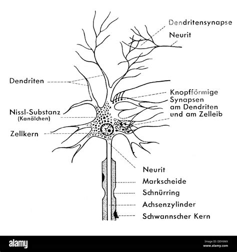 Nerve Cell Diagram