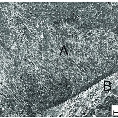 Microstructure From A Scanning Electron Microscope In The Area Of The Download Scientific