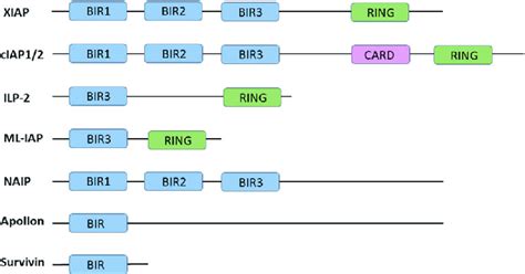 The Structure Of IAP Family Members IAP Members All Have At Least One Download Scientific