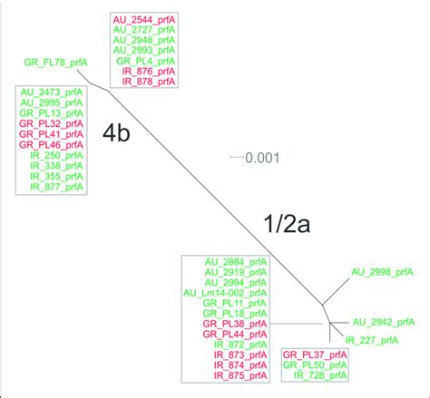Phylogenetic Network Applied To Virulence Gene Prfa Using The