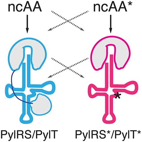 Methanomethylophilus Alvus Mx1201 Provides Basis For Mutual Orthogonal