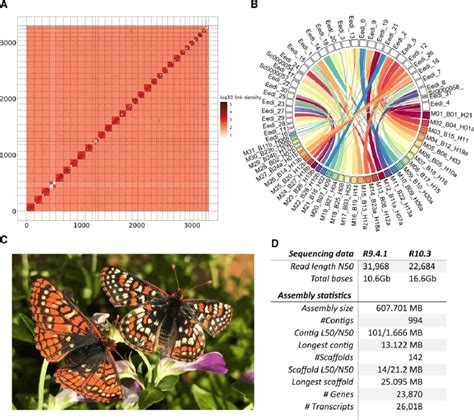 Assessment Of Genome Contiguity Showing Hi C Scaffolding Results And