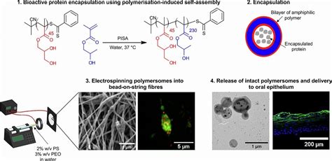 【生醫】將聚合物囊泡成串珠聚環氧乙烷纖維，用於生物藥物遞送至黏膜上皮 鴻隼企業有限公司，奈米靜電紡絲機electrospinning，教學