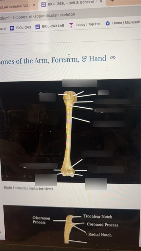 APPENDICULAR Skeleton BIO LAB Diagram Quizlet