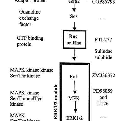 The Extracellular Signal Regulated Protein Kinase Erk Pathway The