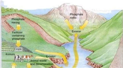 Environmental Science Phosphorus Cycle Quiz Flashcards Quizlet