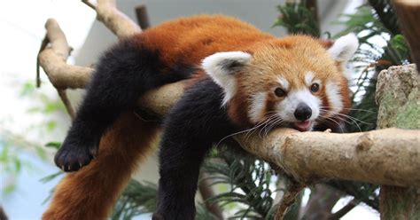 Panda Rojo Un Curioso Pequeño Mamífero En Peligro De Extinción