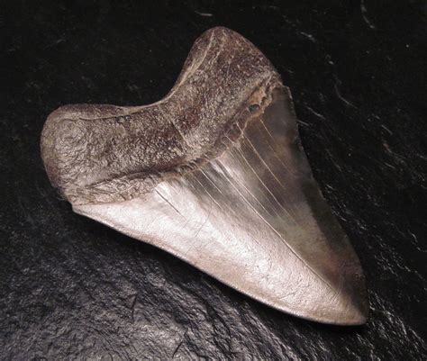 Megalodon Weetjes De Grootste Haai Ooit