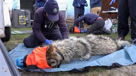 Wolf Update Cpws Wolf Selection Process Colorado Outdoors Online