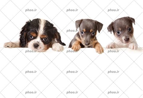 عکس سگ های کوچک که به دیوار تکیه کردن عکس با کیفیت و تصاویر استوک حرفه ای