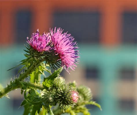 Thistle By Dmitry R 500px