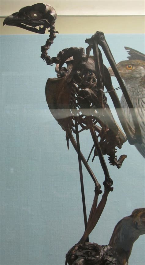 Reconstructed Skeleton Of The Fragile Eagle Buteogallus Fragilis On