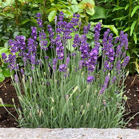 Hidcote Lavender Herb Plants For Sale Growjoy