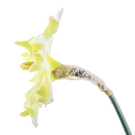 Narcissus Cassata Daffodil 3 Photograph By Bill Pusztai Fine Art America