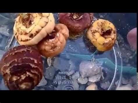 Гладиолусы Посадка в открытый грунт - YouTube