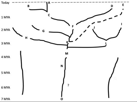 Phylogeny Flashcards Quizlet