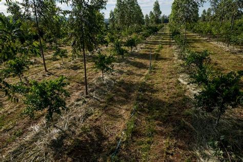 Premium Photo Agroforestry System With Eucalyptus Lime Mandarin