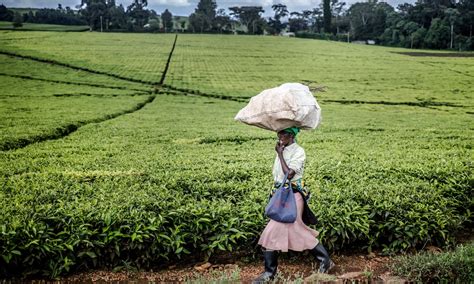 The Kenya Forum Sex For Work Dpp Orders Investigations The Kenya