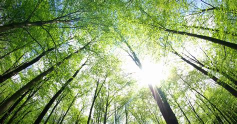 LUMBER CERTIFICATION Responsible Sourcing Doug Clark