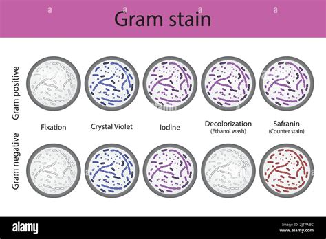 Diagram Showing Gram Staining Technique Steps Microbiology Laboratory