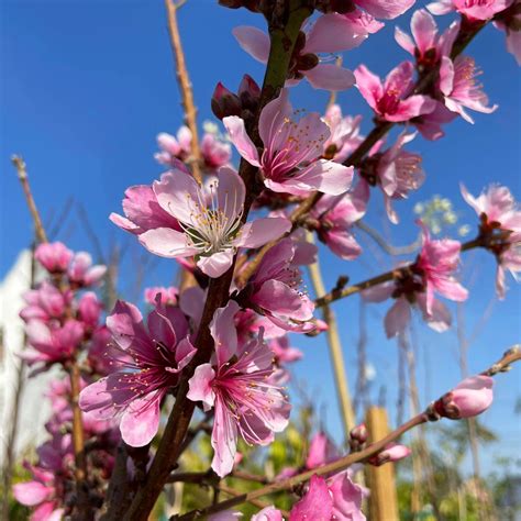 On Sale Trees Candj Gardening Center