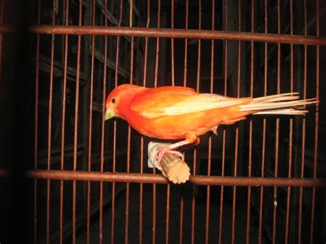 USAHA BUDIDAYA TERNAK BURUNG KENARI SAUNG AQIQAHQU