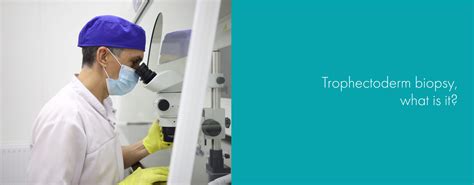 Trophectoderm Biopsy What Is It Reprolife Київ