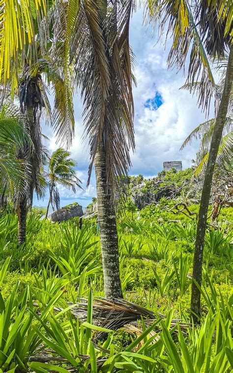 Tropical Palm Tree Coconuts Blue Sky In Tulum Mexico Stock Image