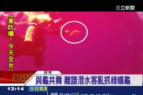 惡劣小琉球遊客抓著海龜同游 網友怒po上網 生活 三立新聞網 SETN