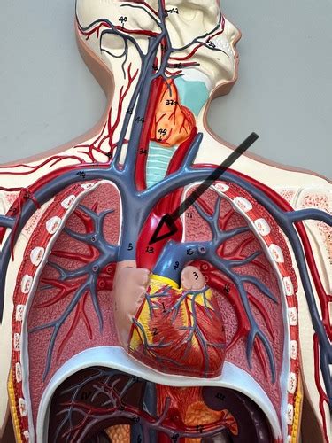 Models Arteries Flashcards Quizlet