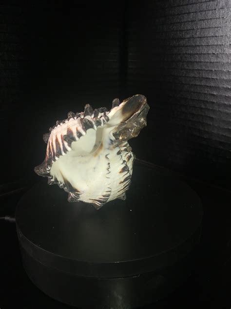 Download Stl File Black Murex Conch Seashell 2021 3d Scan • 3d Print